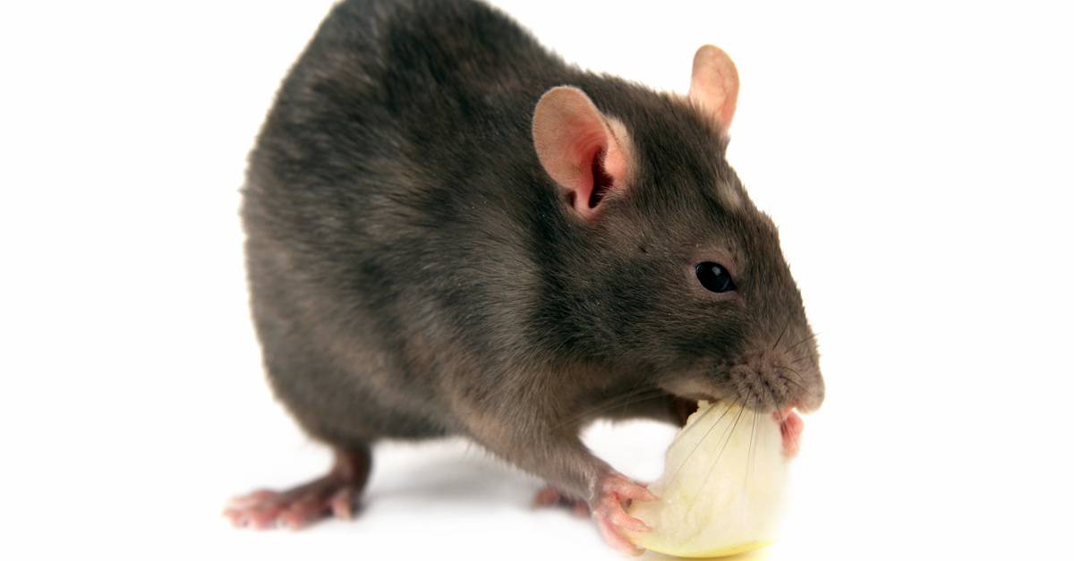 How to Get Rid of Dead Rat & Mouse Smells | EarthKind