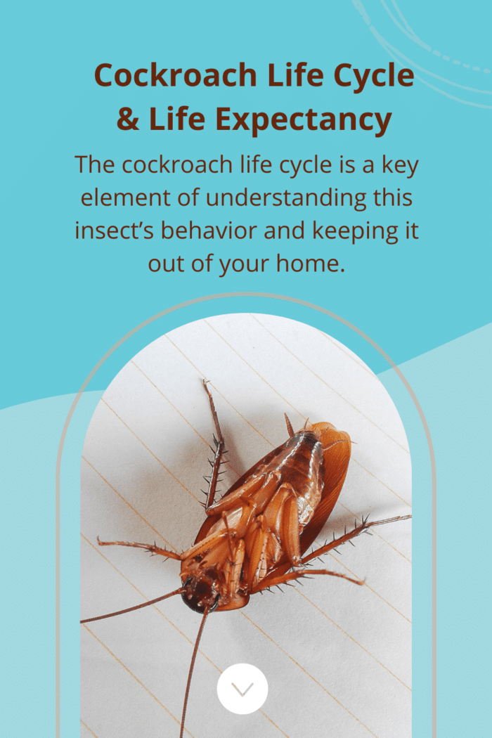 Cockroach Lifespan: How Long Do Cockroaches Live | EarthKind – Earthkind