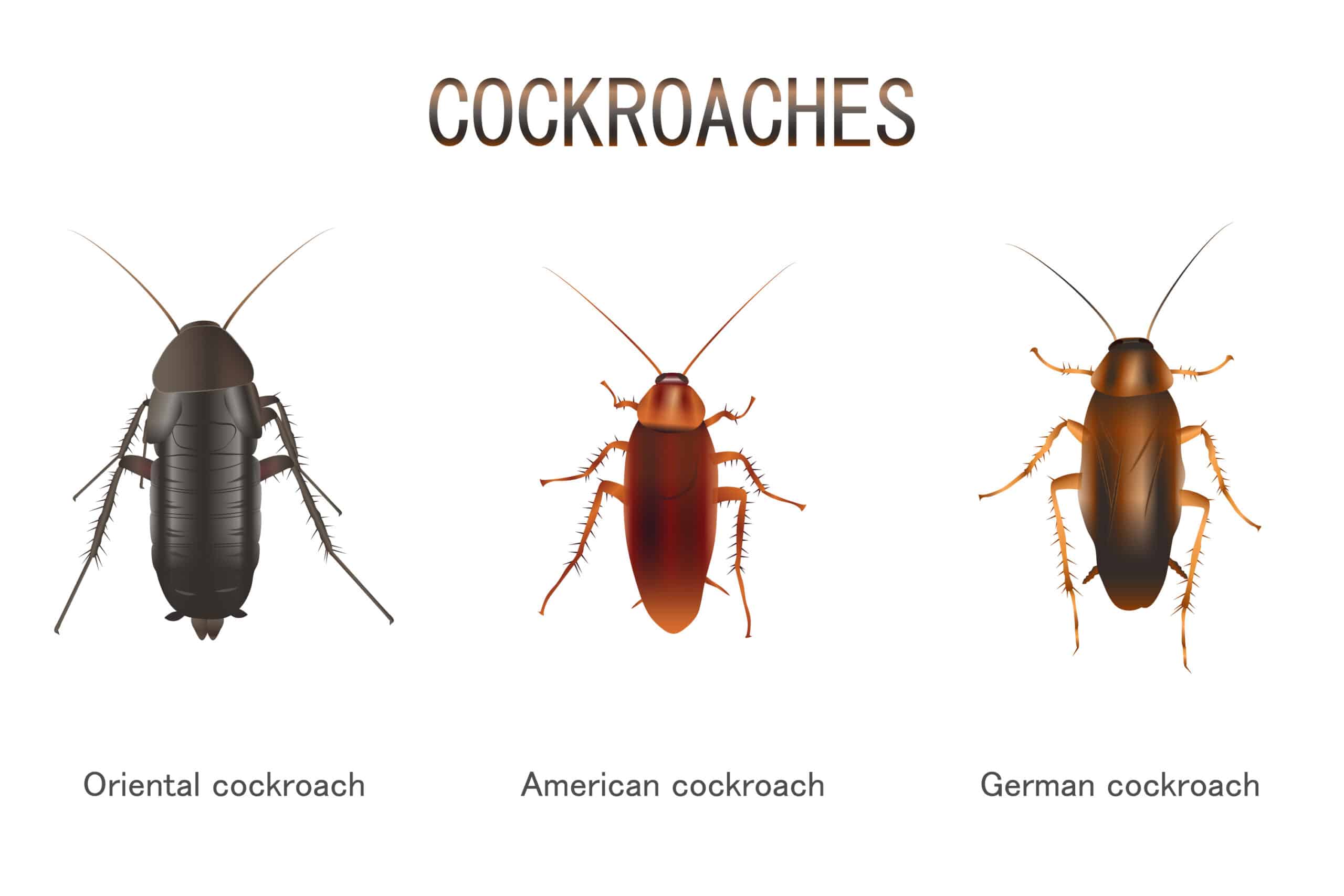 Types of Cockroaches and How to Identify Them | EarthKind – Earthkind
