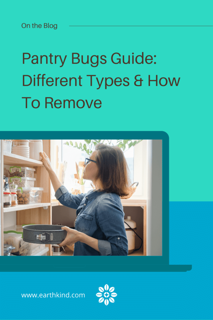 Types of Pantry Pests & How to Get Rid of Them | EarthKind – Earthkind