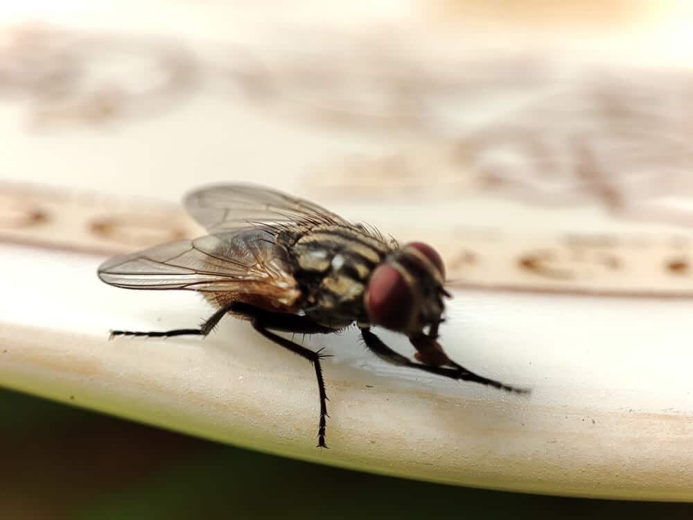 Why Are There So Many Flies in My House? | EarthKind – Earthkind