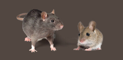 Rat vs Mouse: What Are the Differences? Side-by-Side Pictures – Earthkind