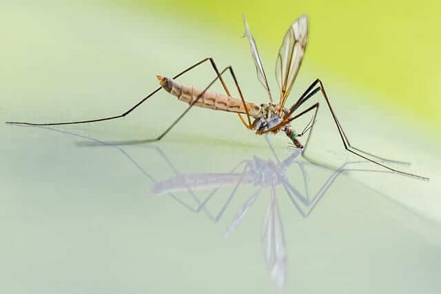 Mosquito Life Cycle & Lifespan - Exploring the Stages – Earthkind
