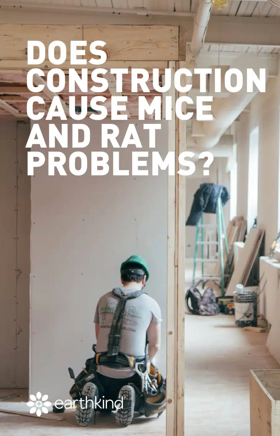 Can Construction Cause Mouse & Rat Problems? | EarthKind