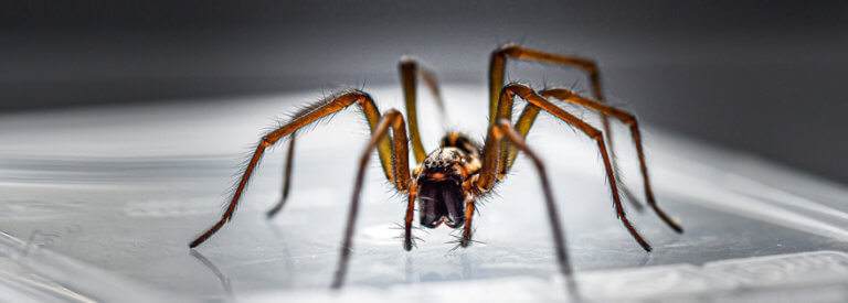 Brown Recluse Control and Prevention - Earthkind