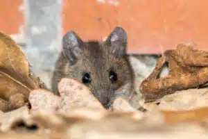 How to Get Rid of Mice in Your Backyard - Patio, Deck & More