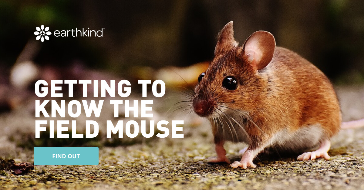 Pin Field Mice Species Swimming Mouse Among 27 New Species Discovered