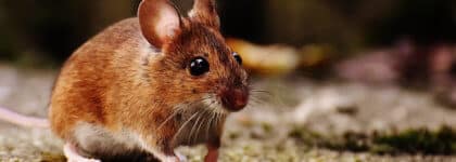 What are Field Mice & How to Keep Them Out of Your House