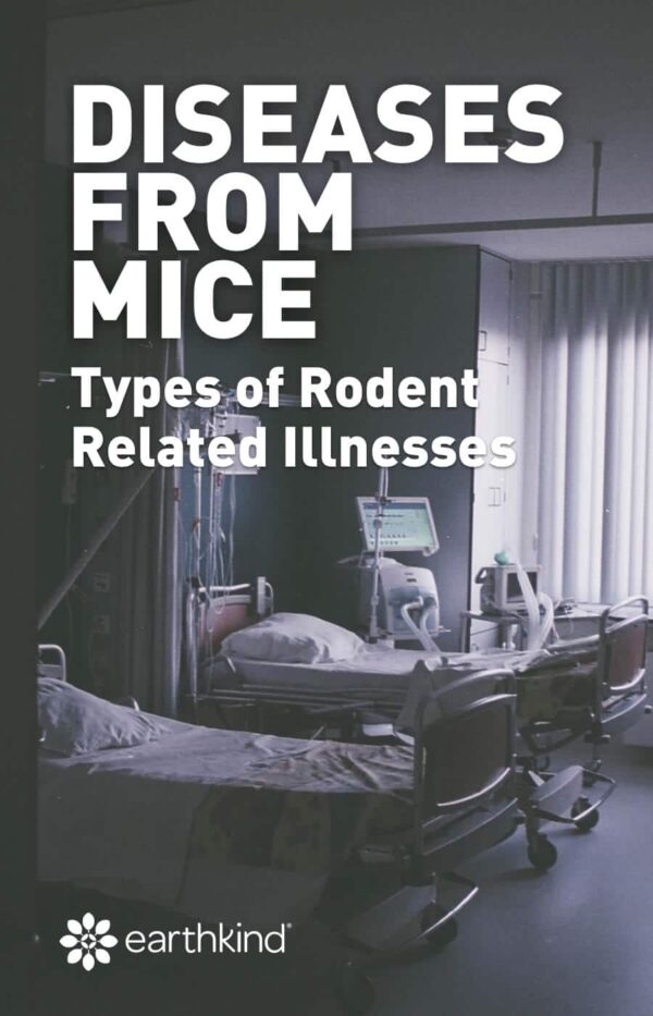 What Diseases Do Mice Carry? Illnesses, Symptoms & More