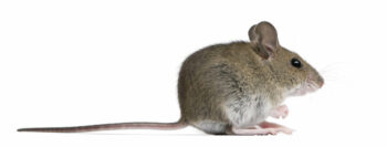 Rat vs Mouse: What are the Differences? | EarthKind