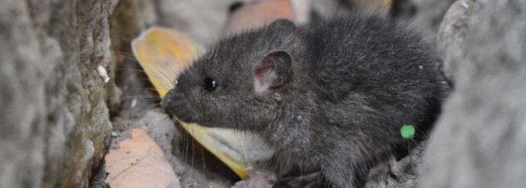 How Long Do Mice Live? Mouse Lifespan Explained | EarthKind