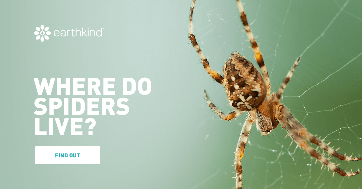 Where Do Spiders Live? Habitat of Common House Spiders