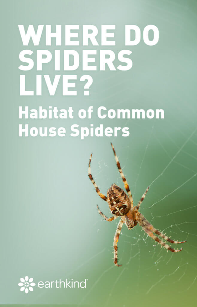Where Do Spiders Live? Habitat of Common House Spiders