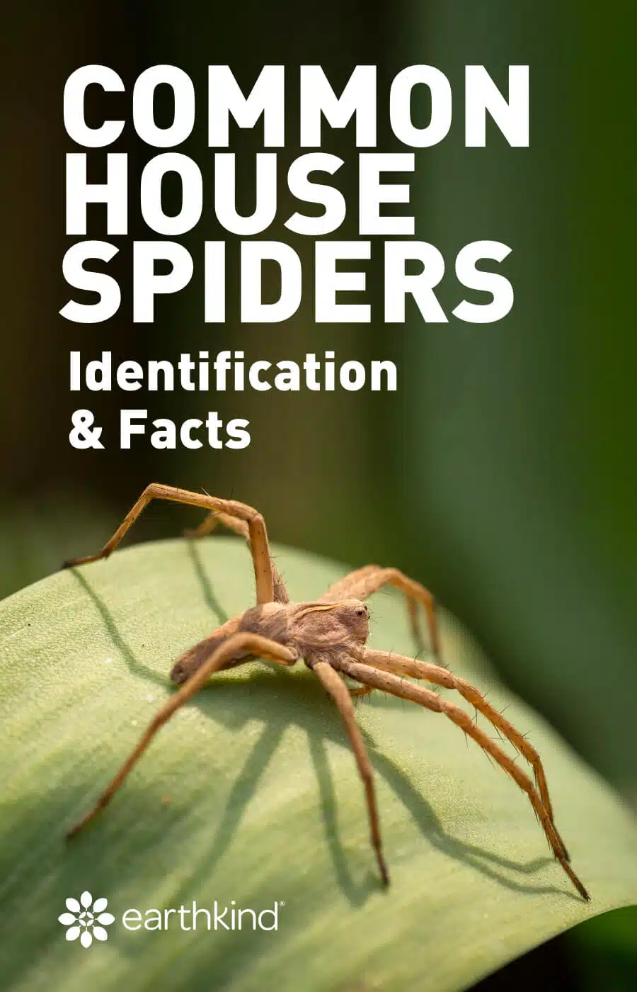 House Spider Identification