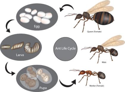 How Long Do Ants Live? The Life Cycle of an Ant | EarthKind