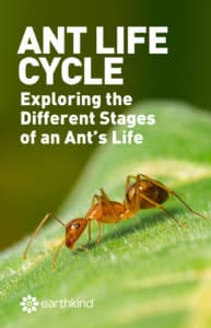 How Long Do Ants Live: The Life Cycle of an Ant