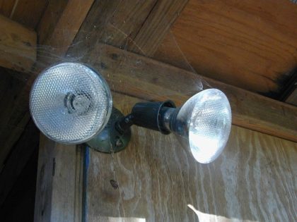 How Long Do Spiders Live - Spider Life Cycle & Lifespan