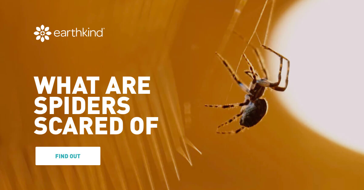 What are Spiders Afraid Of - Help Keep Them Out of Your Home