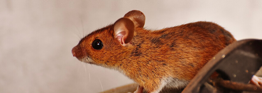 Can Mice Climb & Where Exactly Can They Fit & Go? | Earthkind