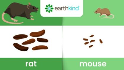 What Does Mouse Poop Look Like? Identify Rodent Droppings