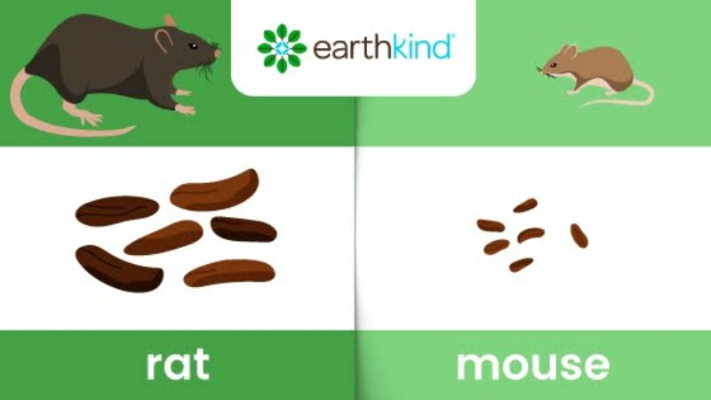 What Does Mouse Poop Look Like? Identify Rodent Droppings