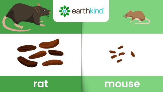 Rat vs Mouse: What Are the Differences? Side-by-Side Pictures