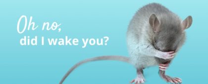 Are Mice Nocturnal? When & Where Do Mice Sleep? | EarthKind