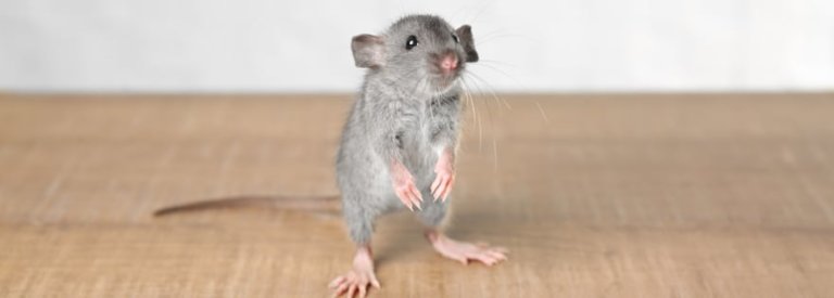 What Does Mouse Poop Look Like? Identify Rodent Droppings