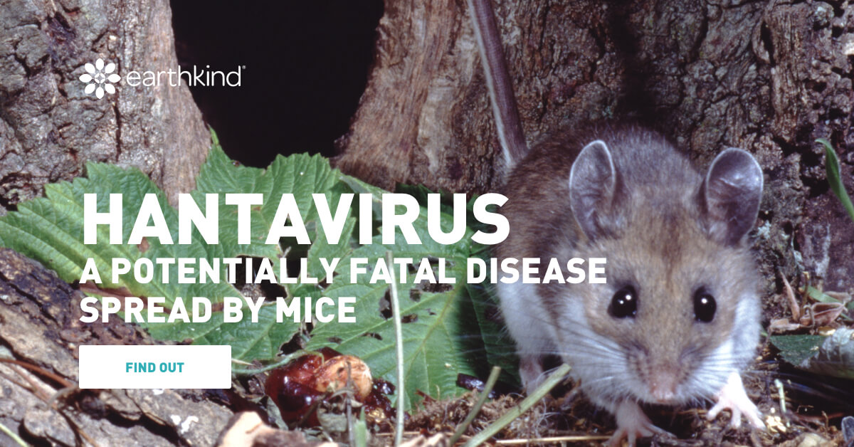Hantavirus: A Potentially Fatal Disease Spread by Mice - Earthkind
