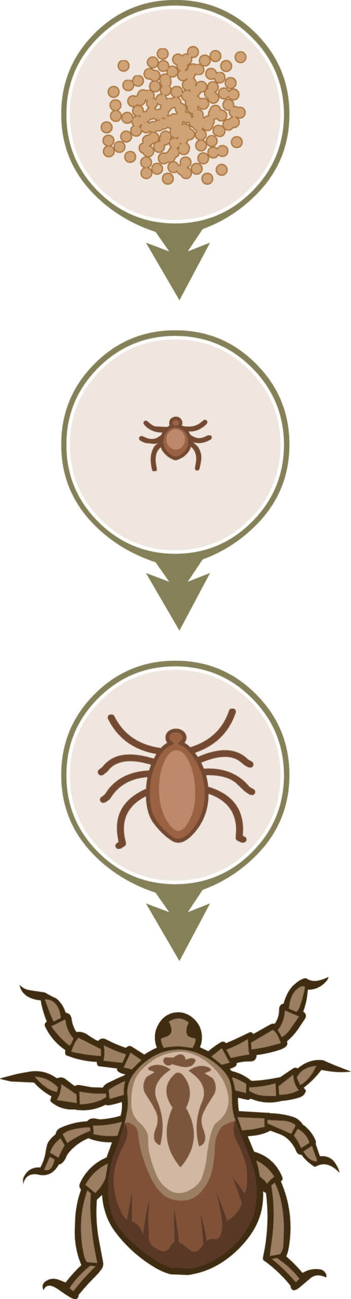 Tick Lifespan Explained: How Long They Live & Life Cycle