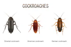 What Do Cockroaches Eat & What Attracts Them to a Home
