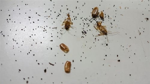 How to Identify Insect & Pest Droppings | EarthKind