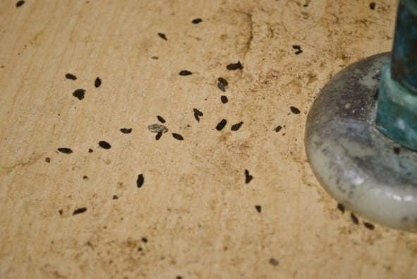 How to Identify Insect & Pest Droppings | EarthKind