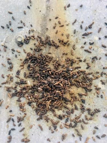 How to Identify Insect & Pest Droppings | EarthKind