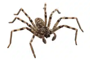 Facts About Brown Recluse Spiders & How to Get Rid of Them