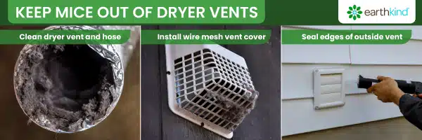 Mice in Dryer Vents: How to Remove & Mouse-Proof the Vent