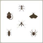 Cockroach Allergies Explained: Symptoms and Prevention Tips