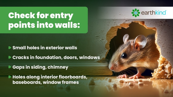 How to Get Rid of Mice in the Walls | EarthKind