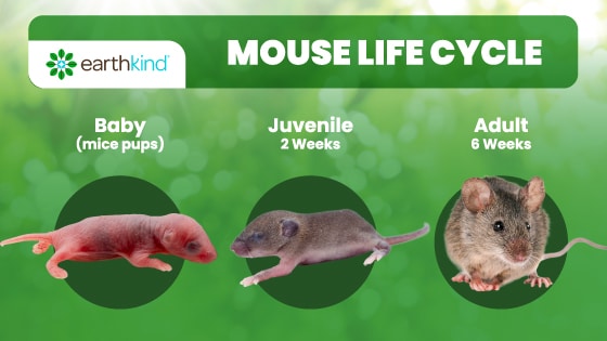 Mice Life Cycle