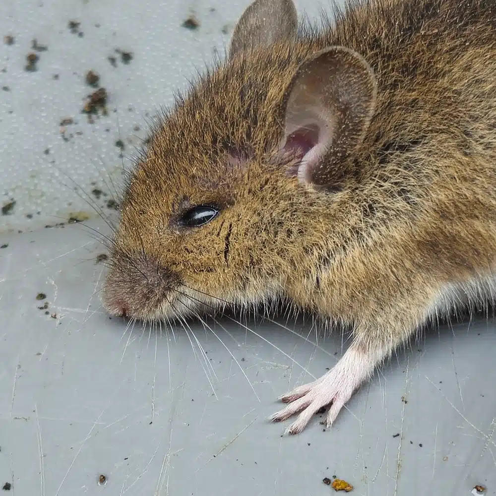 Are Mice Nocturnal? When & Where Do Mice Sleep? | EarthKind