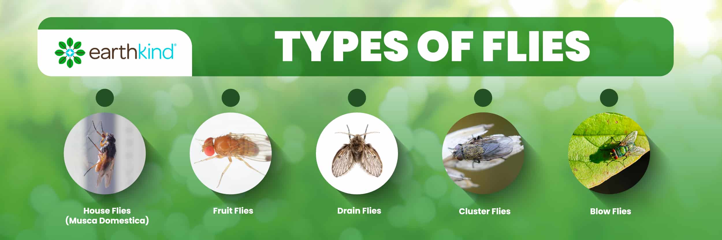 Why Are There So Many Flies in My House? | EarthKind