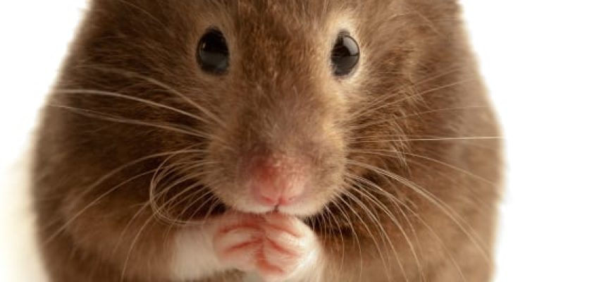 10 Interesting Facts About Mice You May Not Know | EarthKind