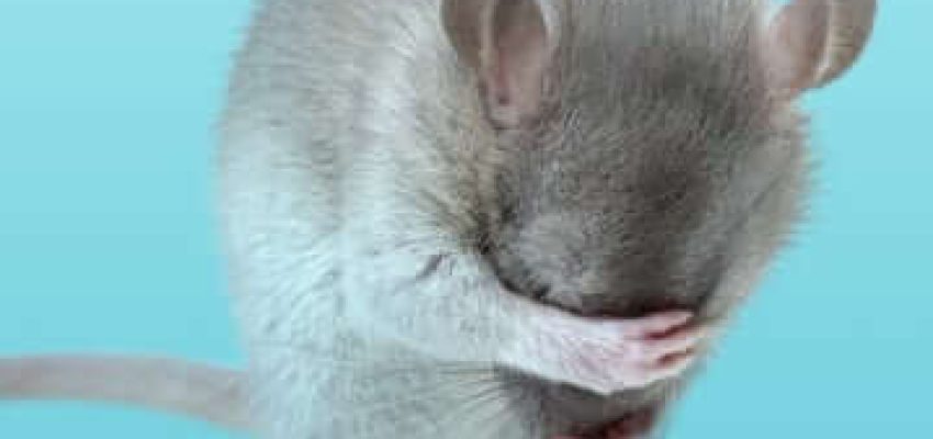 Are Mice Nocturnal? When & Where Do Mice Sleep? | EarthKind