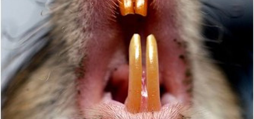 The Deadly Facts About Rodents [Infograph] - Earthkind